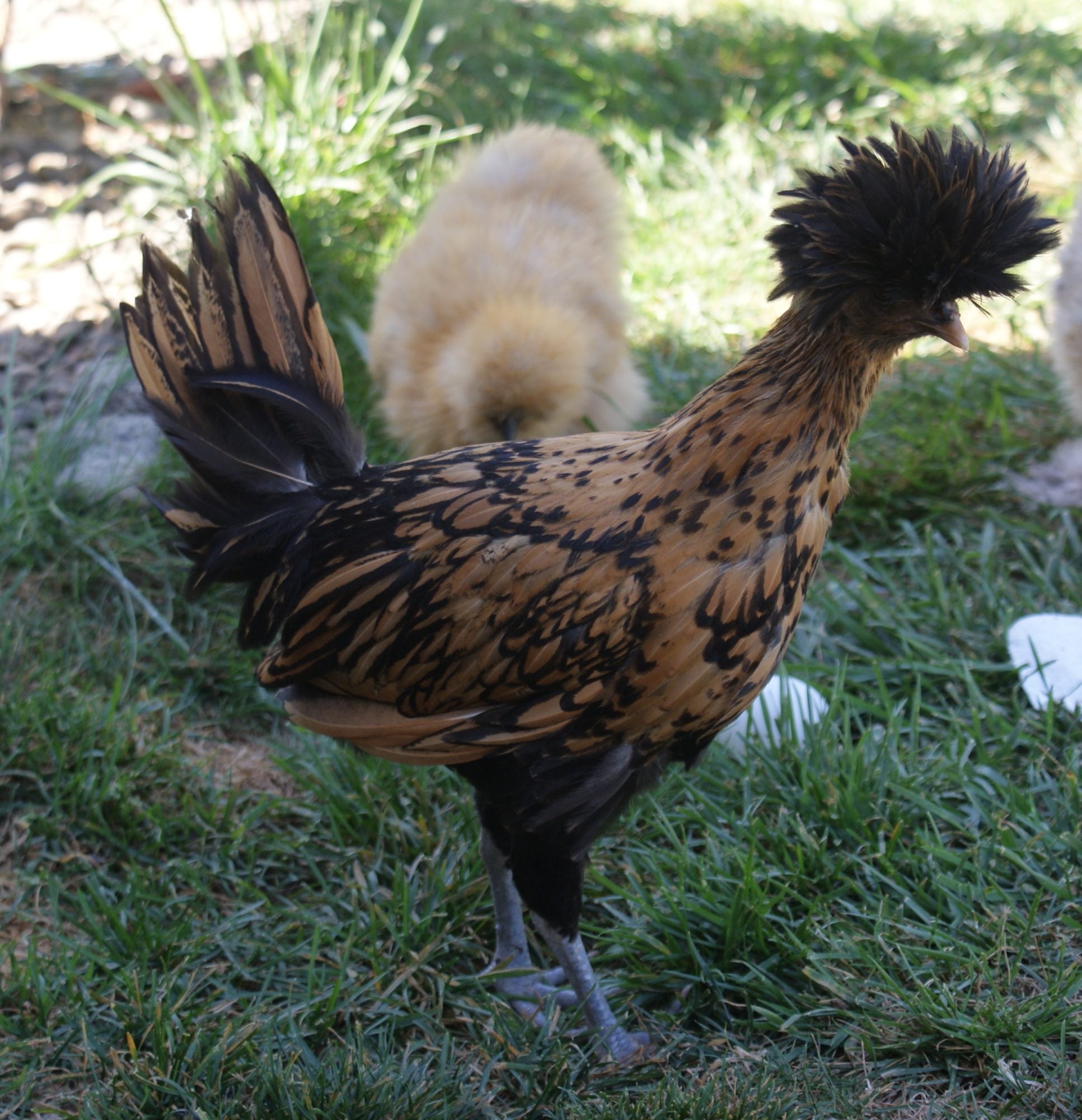 Golden Laced Polish, Pullet or Roo?? | BackYard Chickens - Learn How to ...