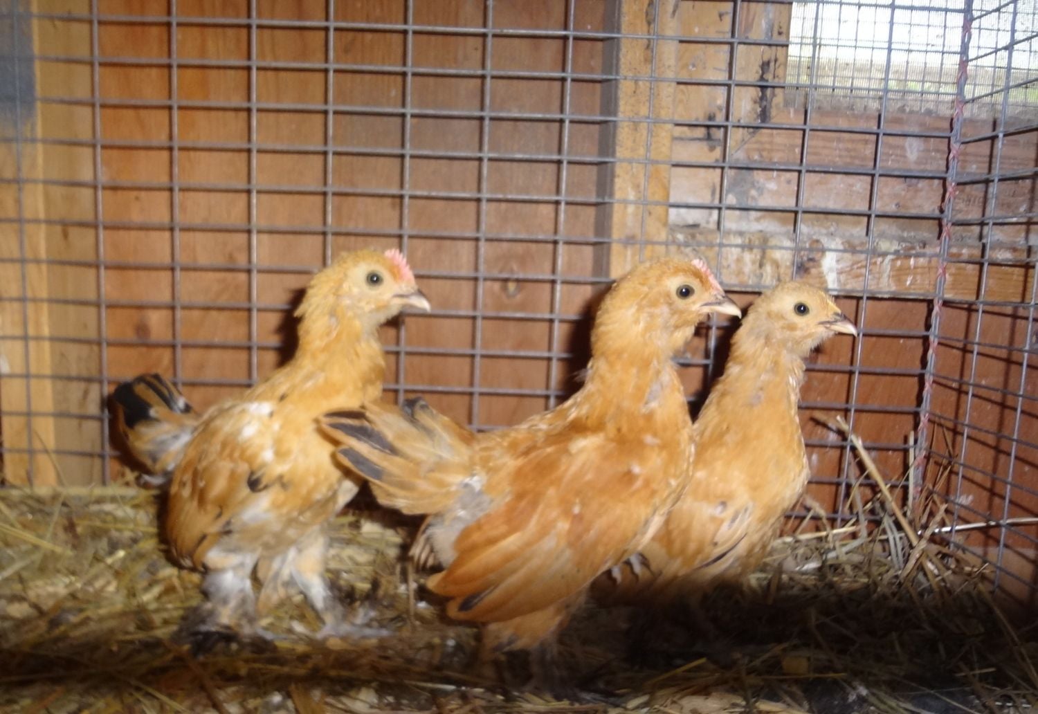 Mille Fleur d'Uccles---6 weeks old--male or female??? | BackYard ...