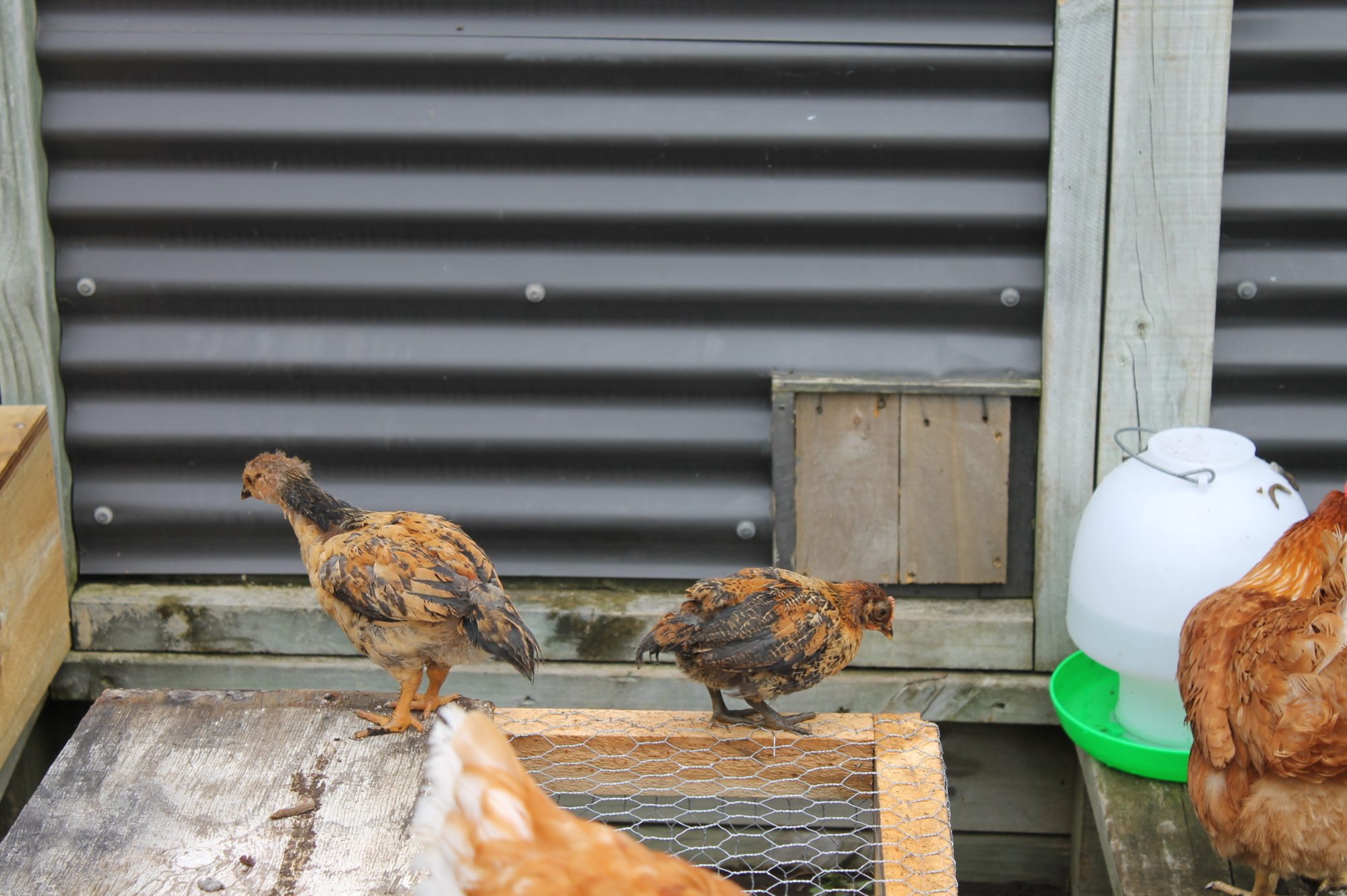 Sexing six week old chicks | BackYard Chickens - Learn How to Raise ...