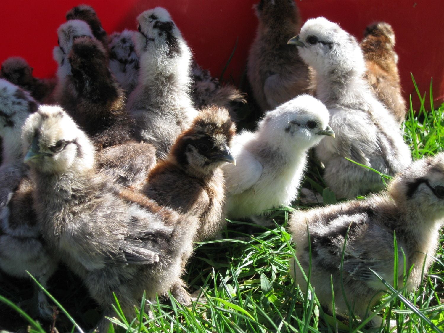 Partridge Silkie Chicks! | BackYard Chickens - Learn How to Raise Chickens