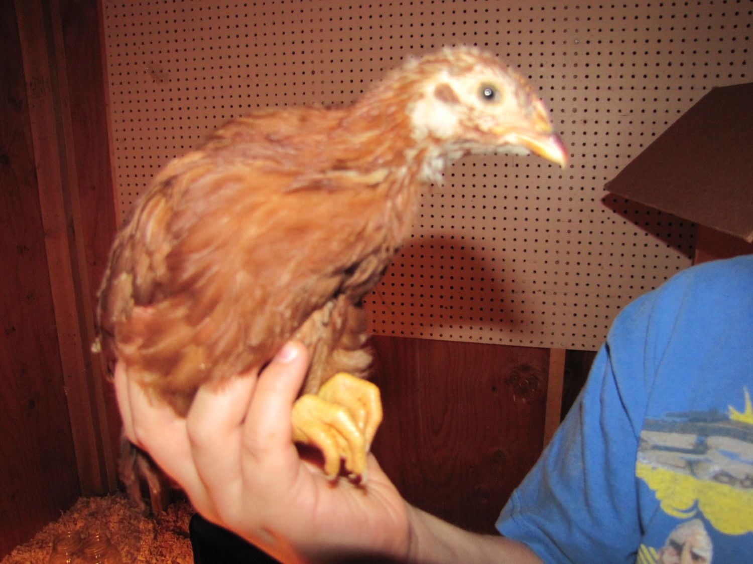 Random feed store chicks... | BackYard Chickens - Learn How to Raise ...