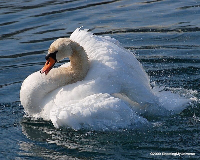 Swan RP ~ | BackYard Chickens - Learn How to Raise Chickens