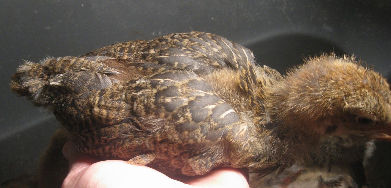 YES? NO? Who knows?? Brahma Partridge, Gold Blue black???? | BackYard ...