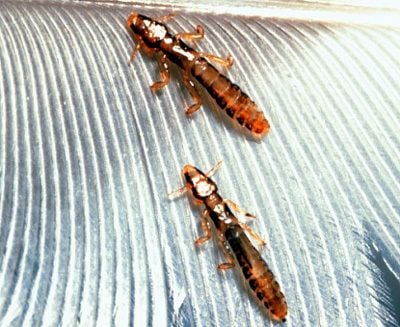 How do you tell if doves have lice or fleas