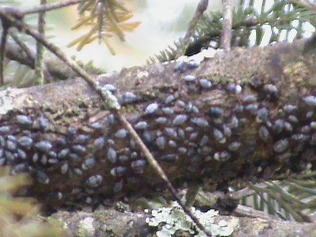 Pine Tree Infested With Weird Bugs! Should we cut the tree down? Pictures!
