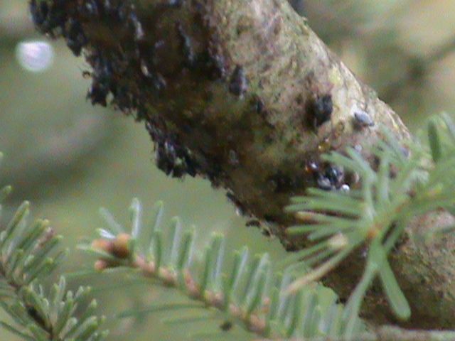 Pine Tree Infested With Weird Bugs! Should we cut the tree down? Pictures!