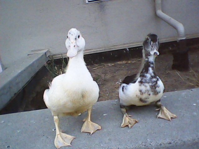 Is my white Muscovy an drake (pictures of it) | BackYard Chickens ...