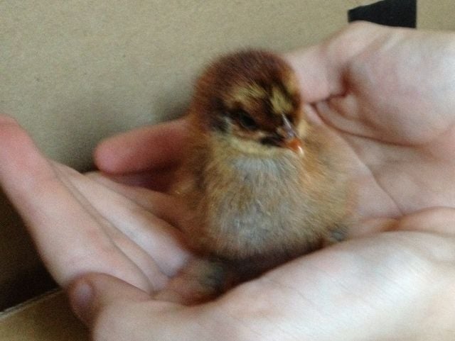 Identifying > 1 week old chicks -- how'd we do?
