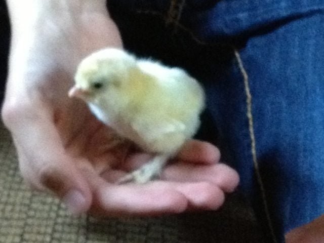 Identifying > 1 week old chicks -- how'd we do?
