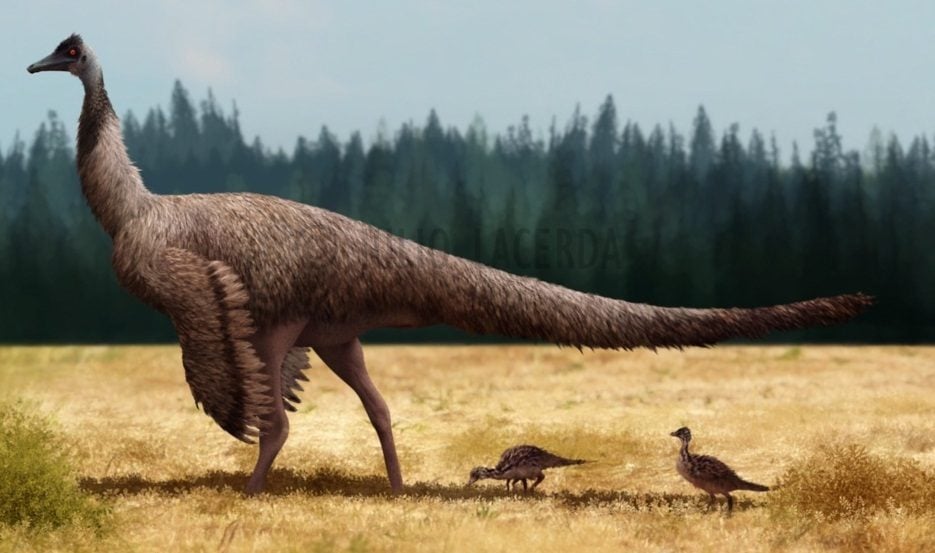 Meet Jenny -- Genyornis -- prehistoric emu