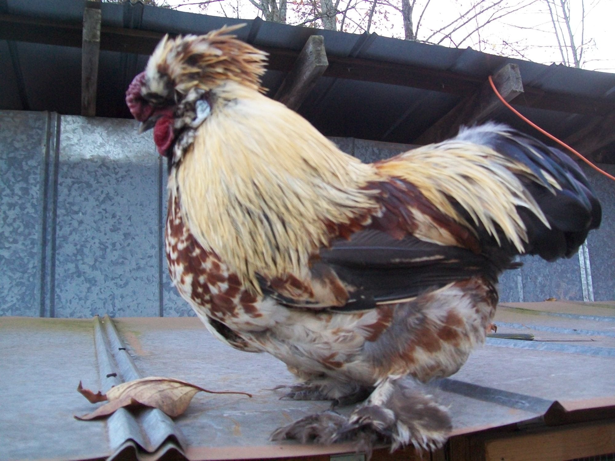 Crazy Looking Chickens