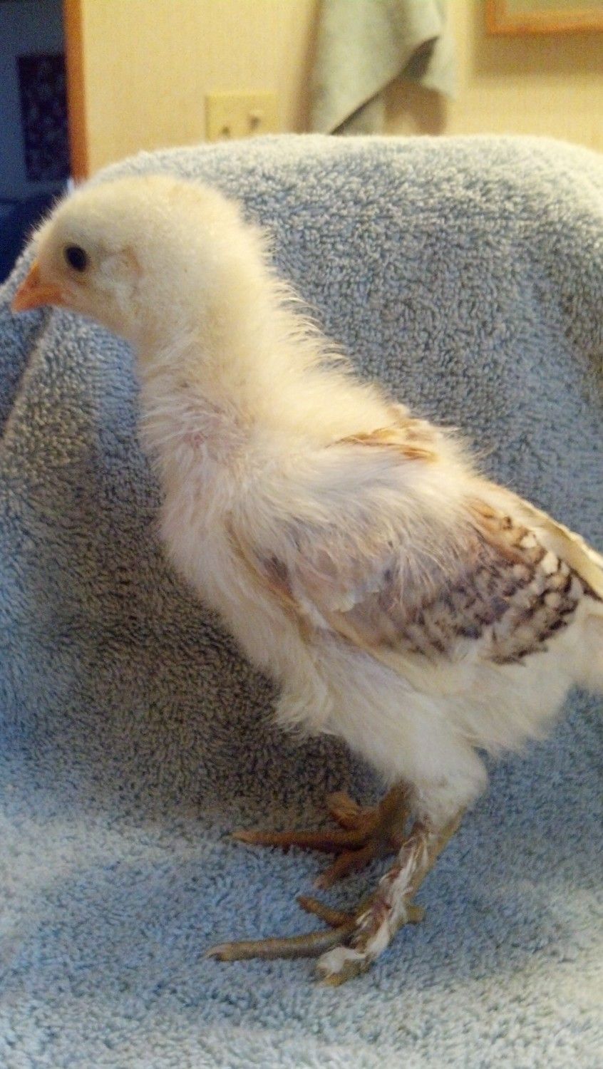 BCM 2 week old chicks | BackYard Chickens - Learn How to Raise Chickens