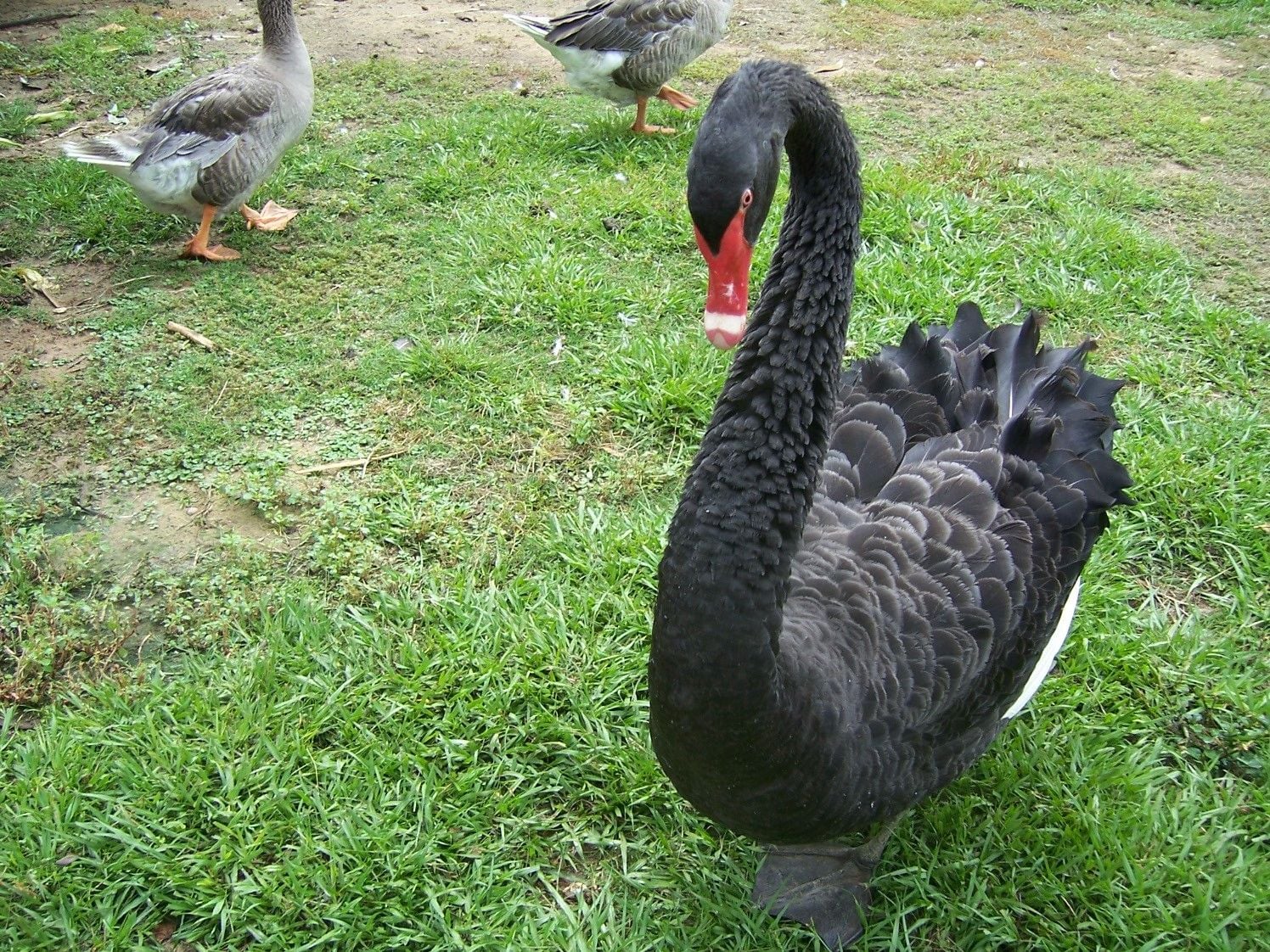 Trio of Adult Black Swans for Sale | BackYard Chickens - Learn How to ...