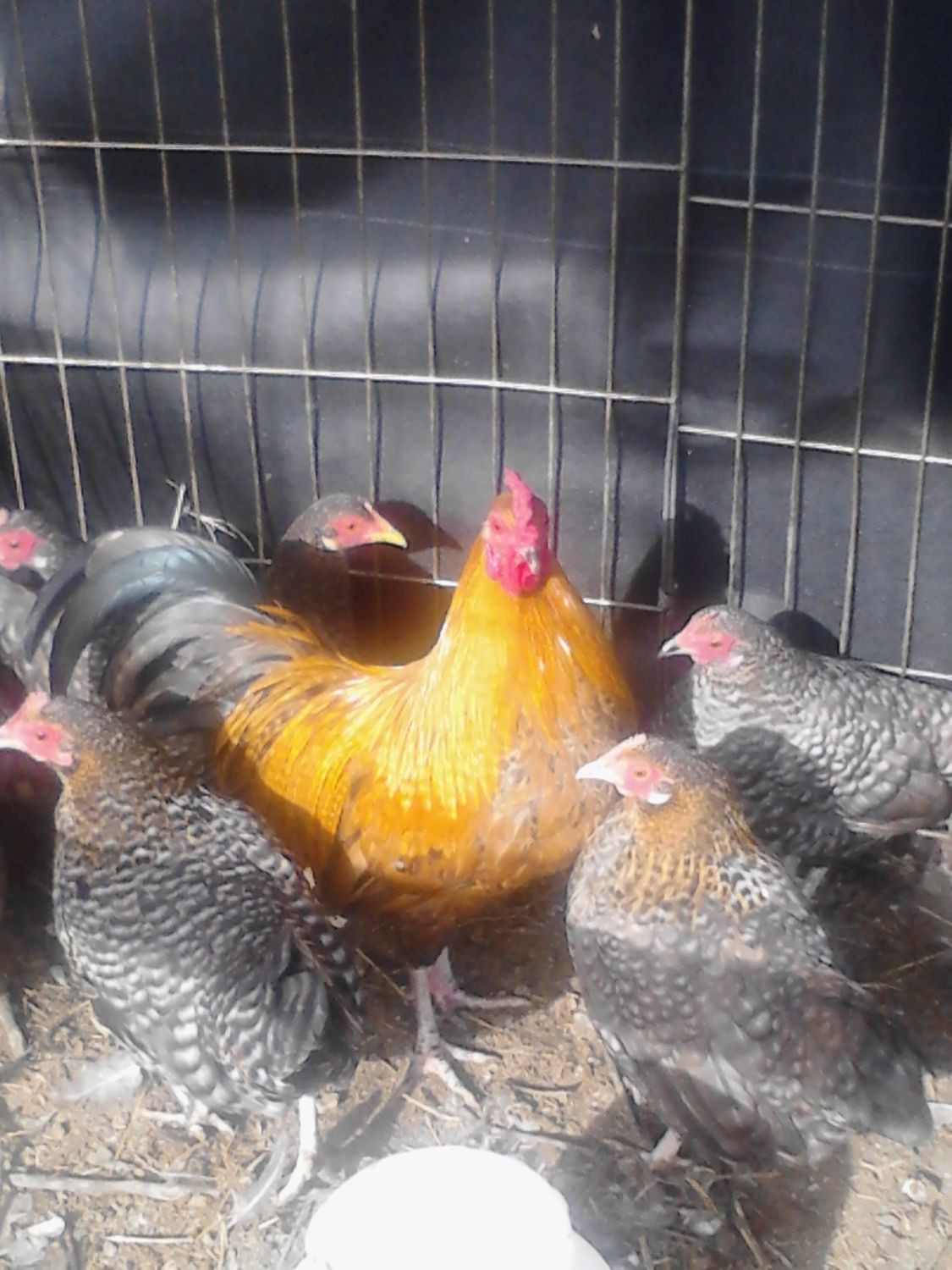 Bantam Rooster Contest Backyard Chickens Learn How To Raise Chickens