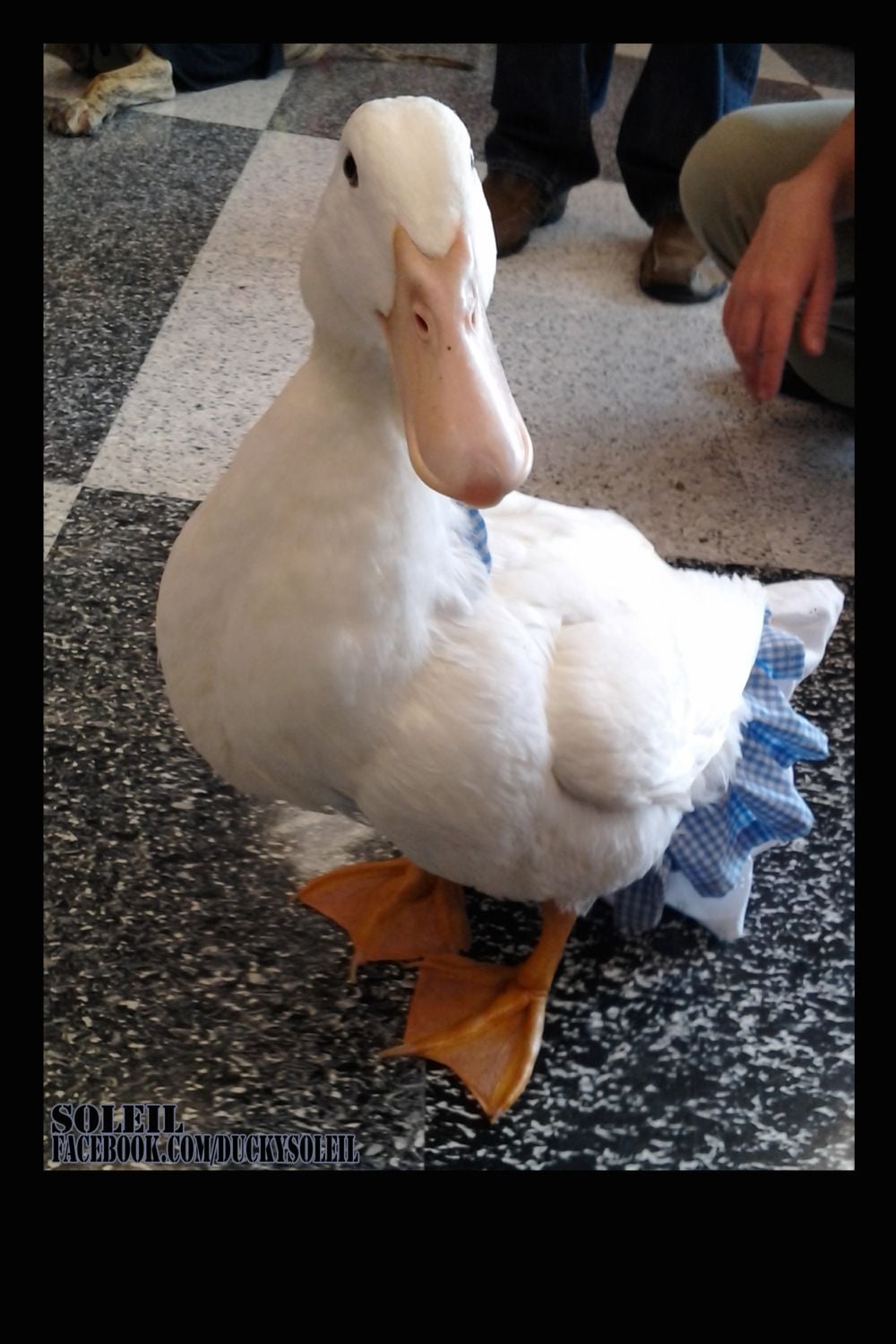 Raising indoor ducks? | BackYard Chickens - Learn How to Raise Chickens