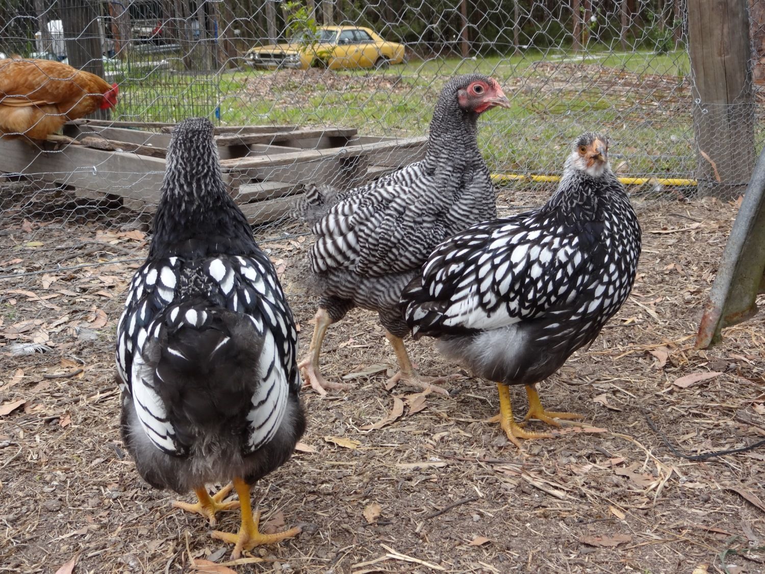 help sexing silver lace wyandotte and plymouth rock :) MORE PICS | Page ...