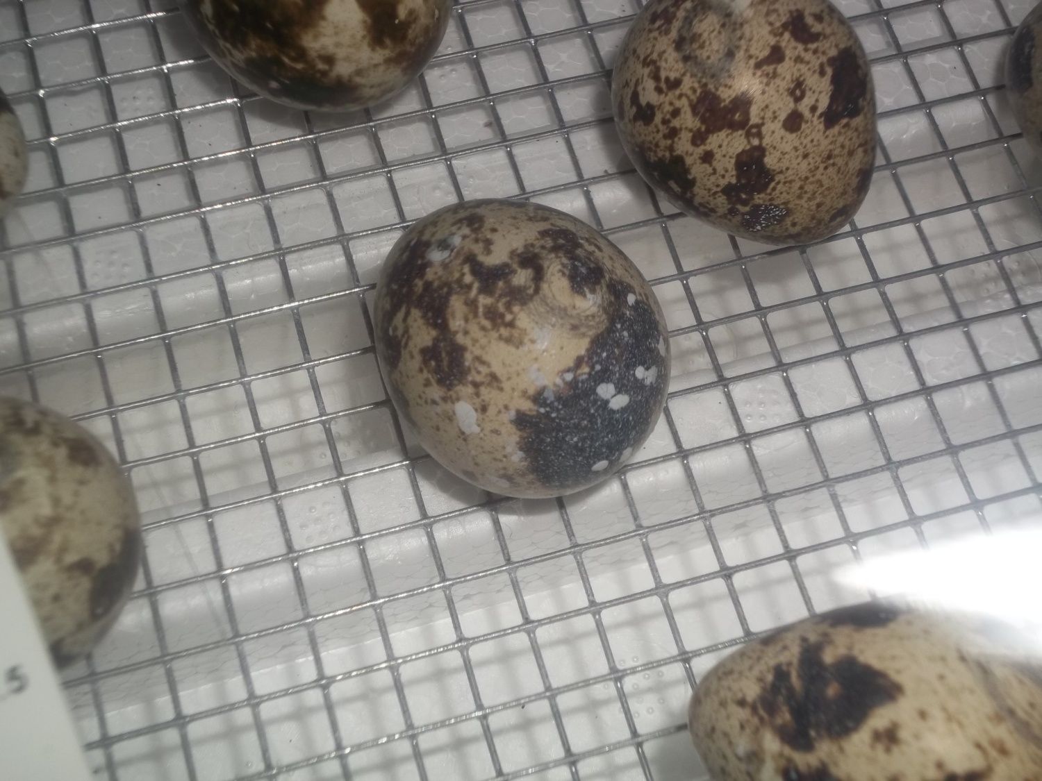 Gray spots on incubating eggs infected? | BackYard Chickens - Learn How ...