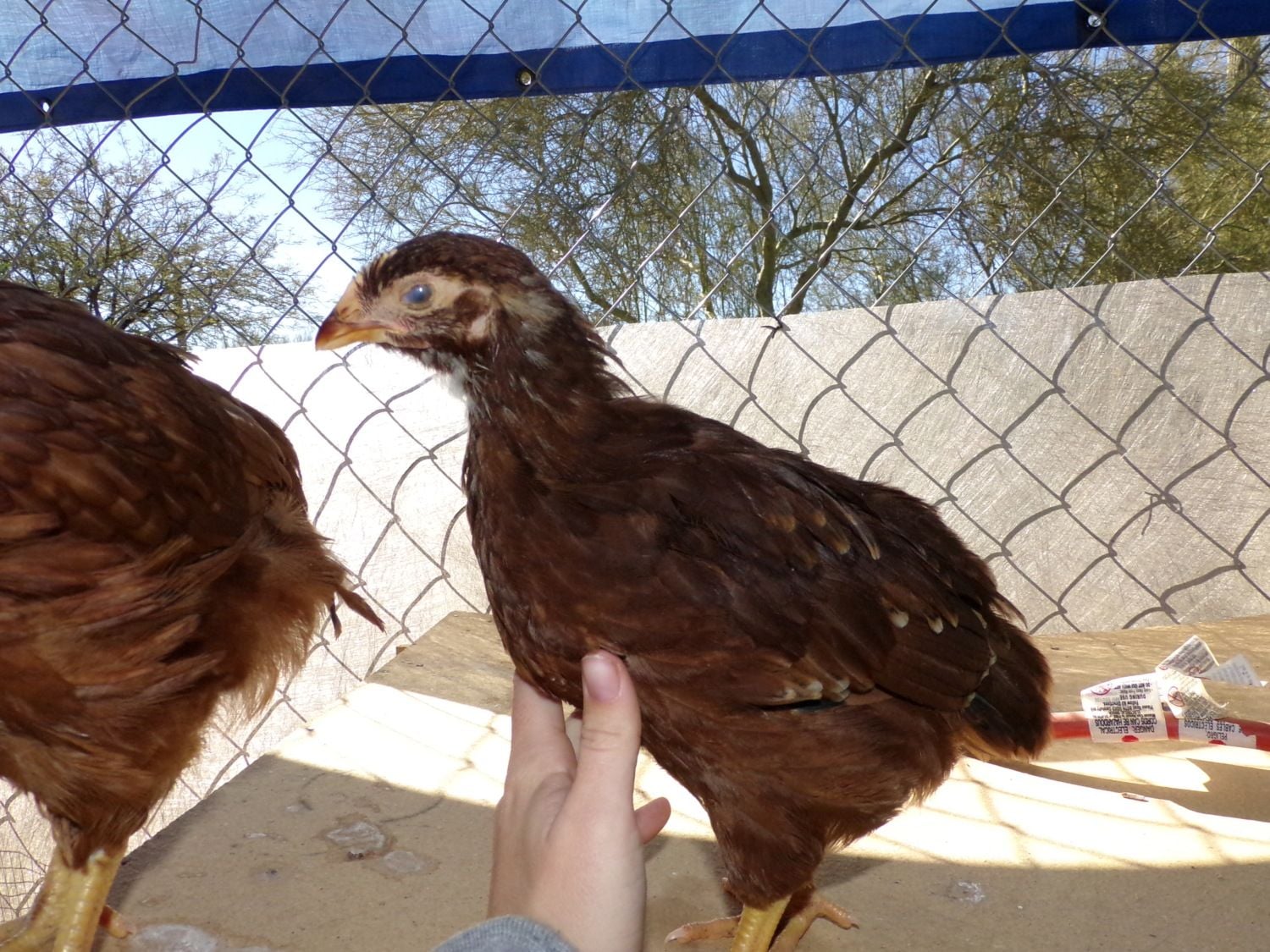 2 Month old+ RIR, pullet or cockeral? | BackYard Chickens - Learn How ...