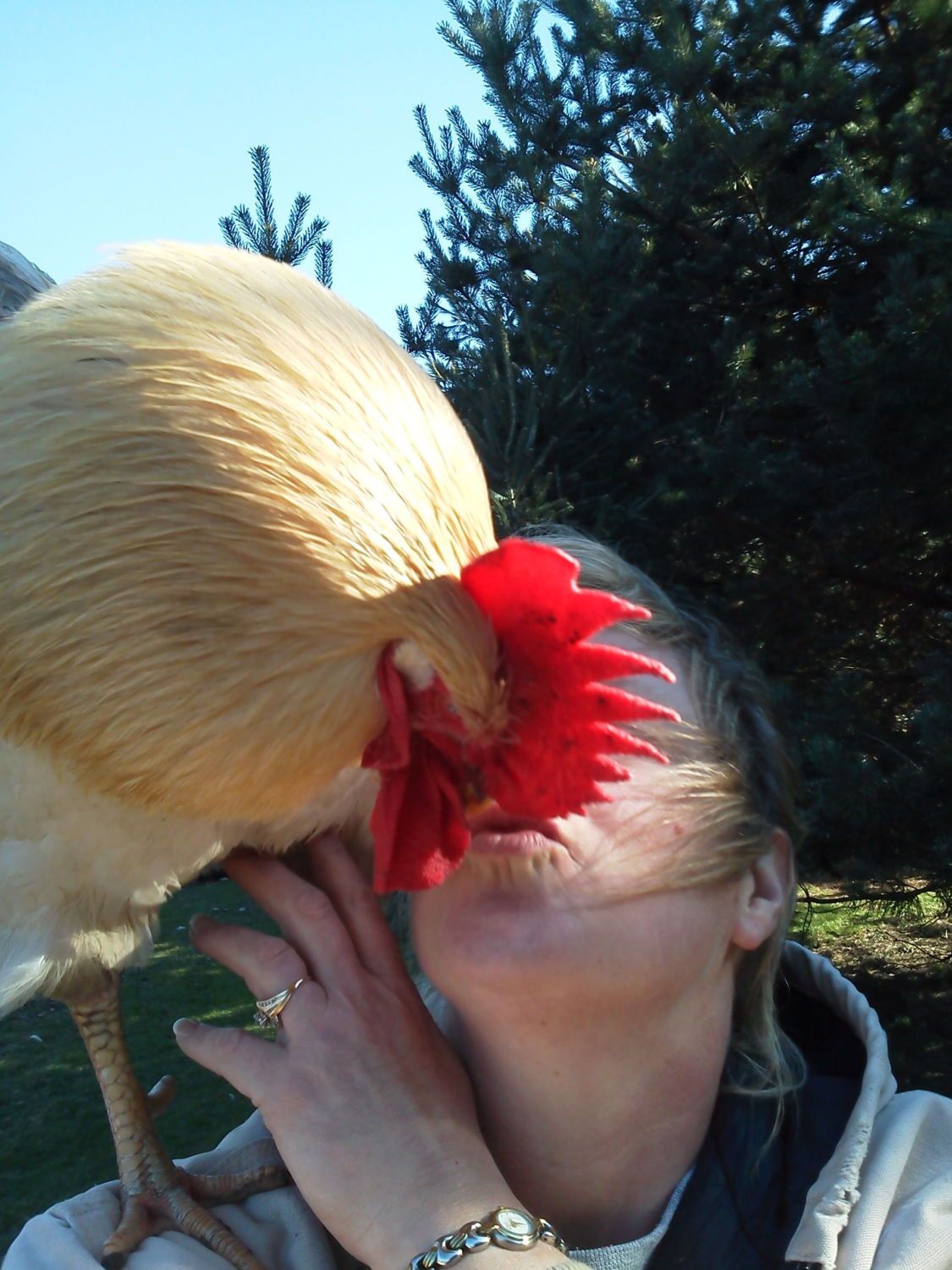 Chicken kisses!!!!! | BackYard Chickens - Learn How to Raise Chickens