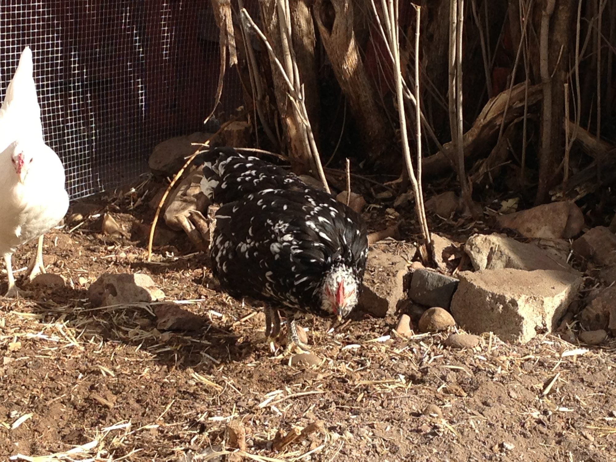 Mottled Java or Speckled Sussex? | BackYard Chickens - Learn How to ...