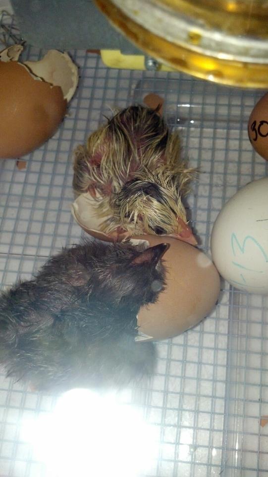 Our babies are hatching.. Pics of the first two arrivals | BackYard ...