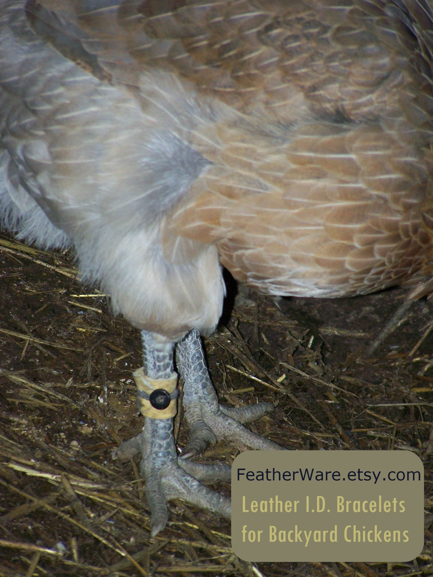 Chicken id Leg bands?