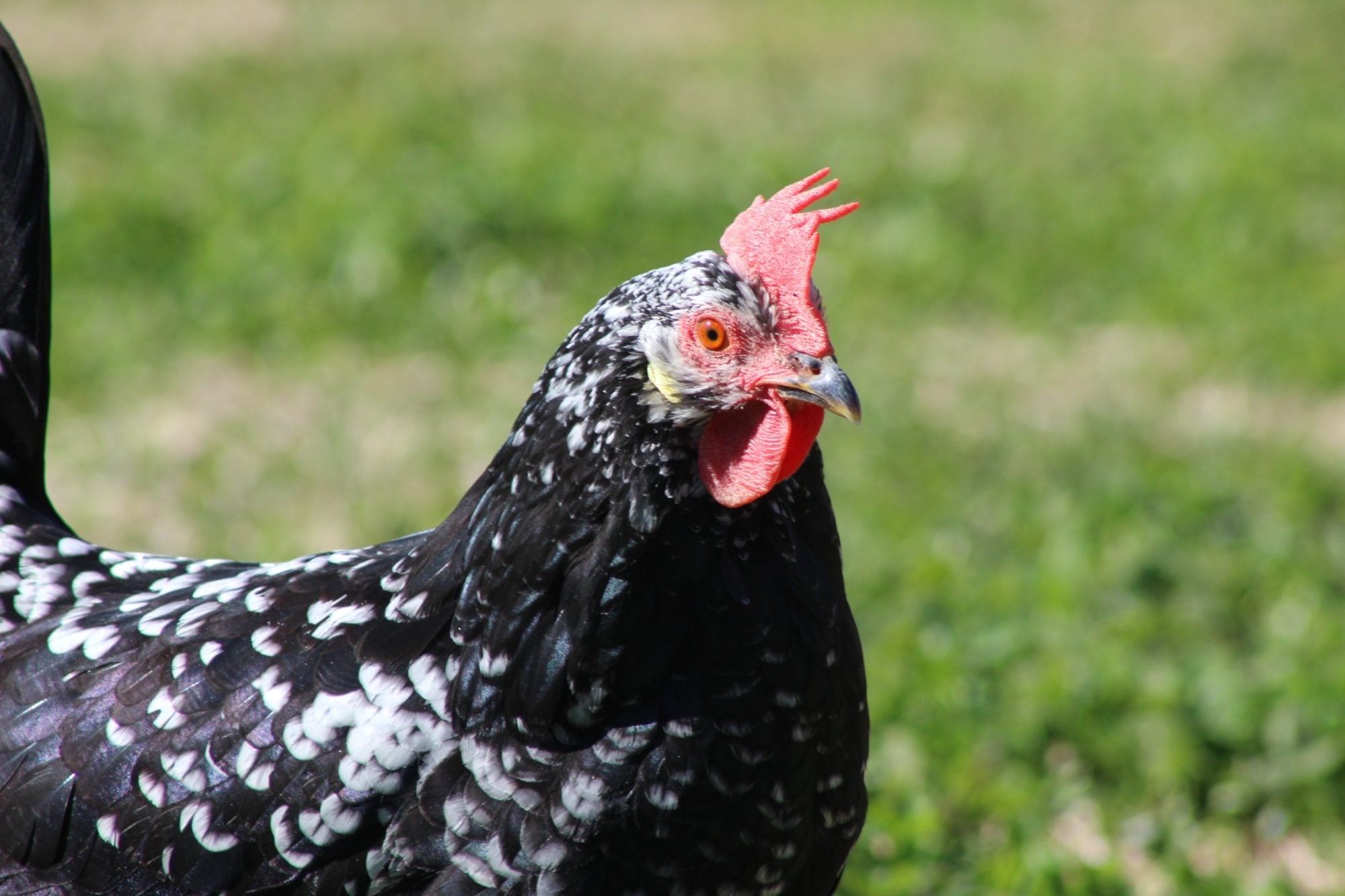 Ancona Chicken Thread - Page 41