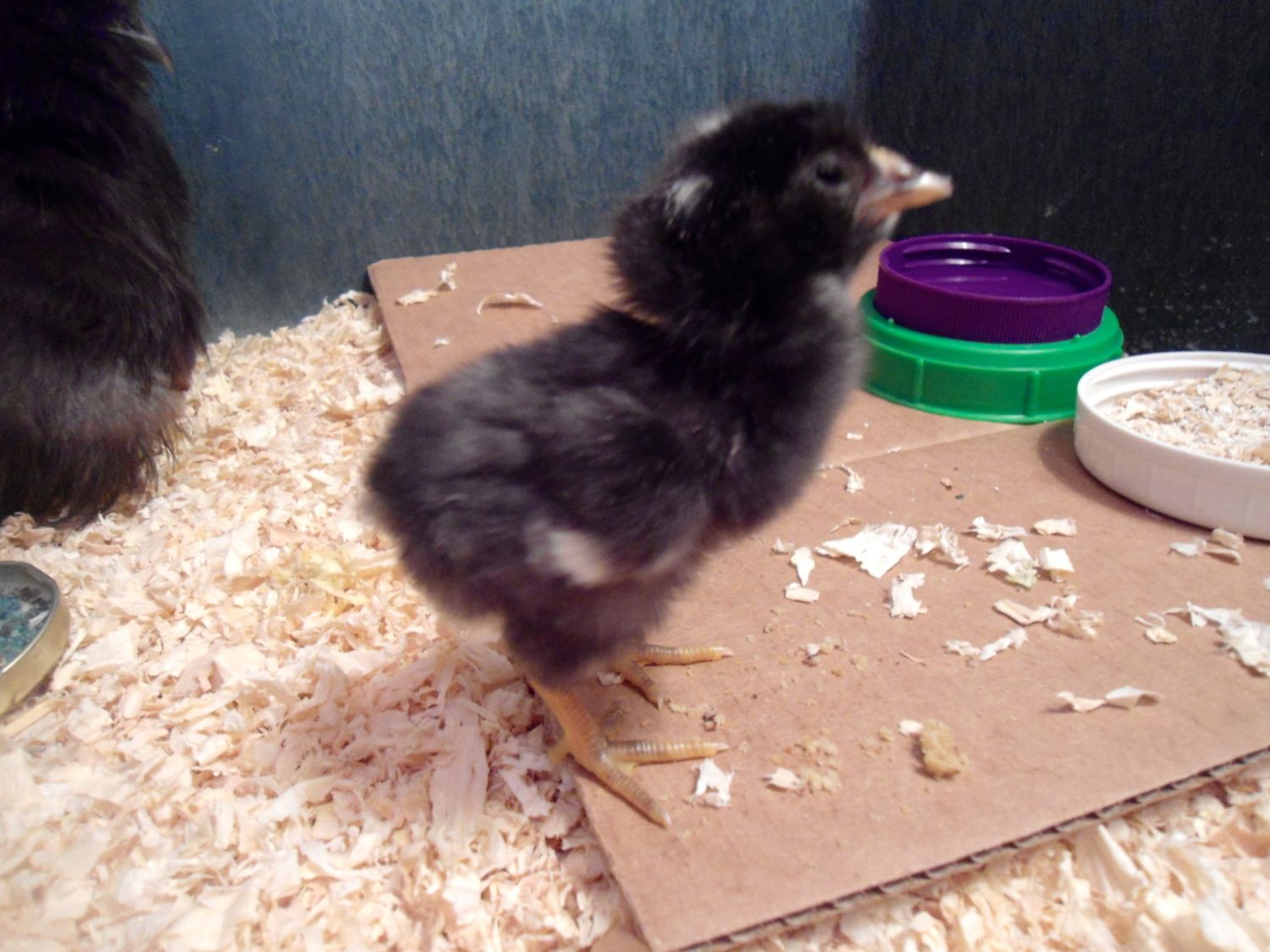 Breeds of little chicks?? | BackYard Chickens - Learn How to Raise Chickens