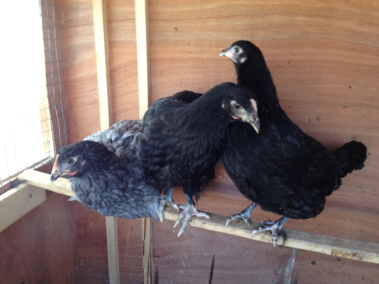 Black Australorp | BackYard Chickens - Learn How to Raise Chickens