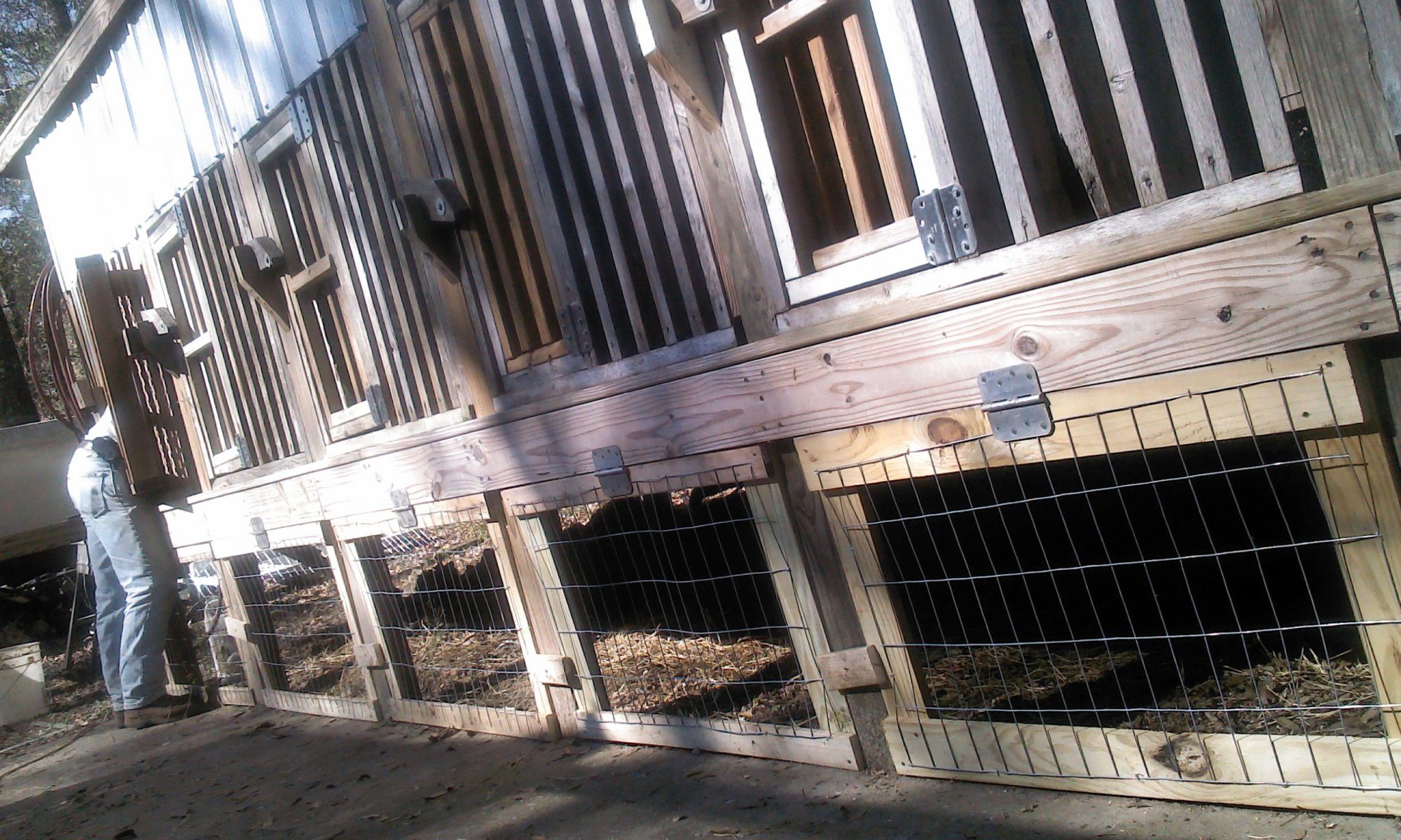 Converted dog pens | BackYard Chickens - Learn How to Raise Chickens