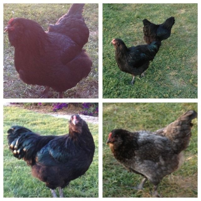12+ Beautiful Olive Green Hatching Eggs , OE | BackYard Chickens ...