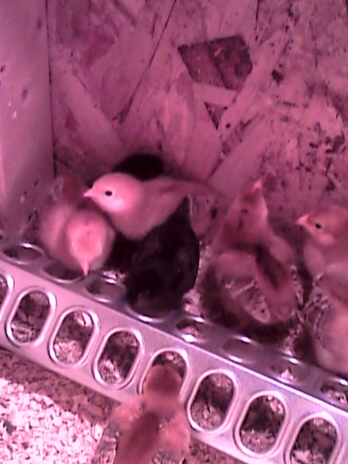 Girls are a week and one day old now | BackYard Chickens - Learn How to ...