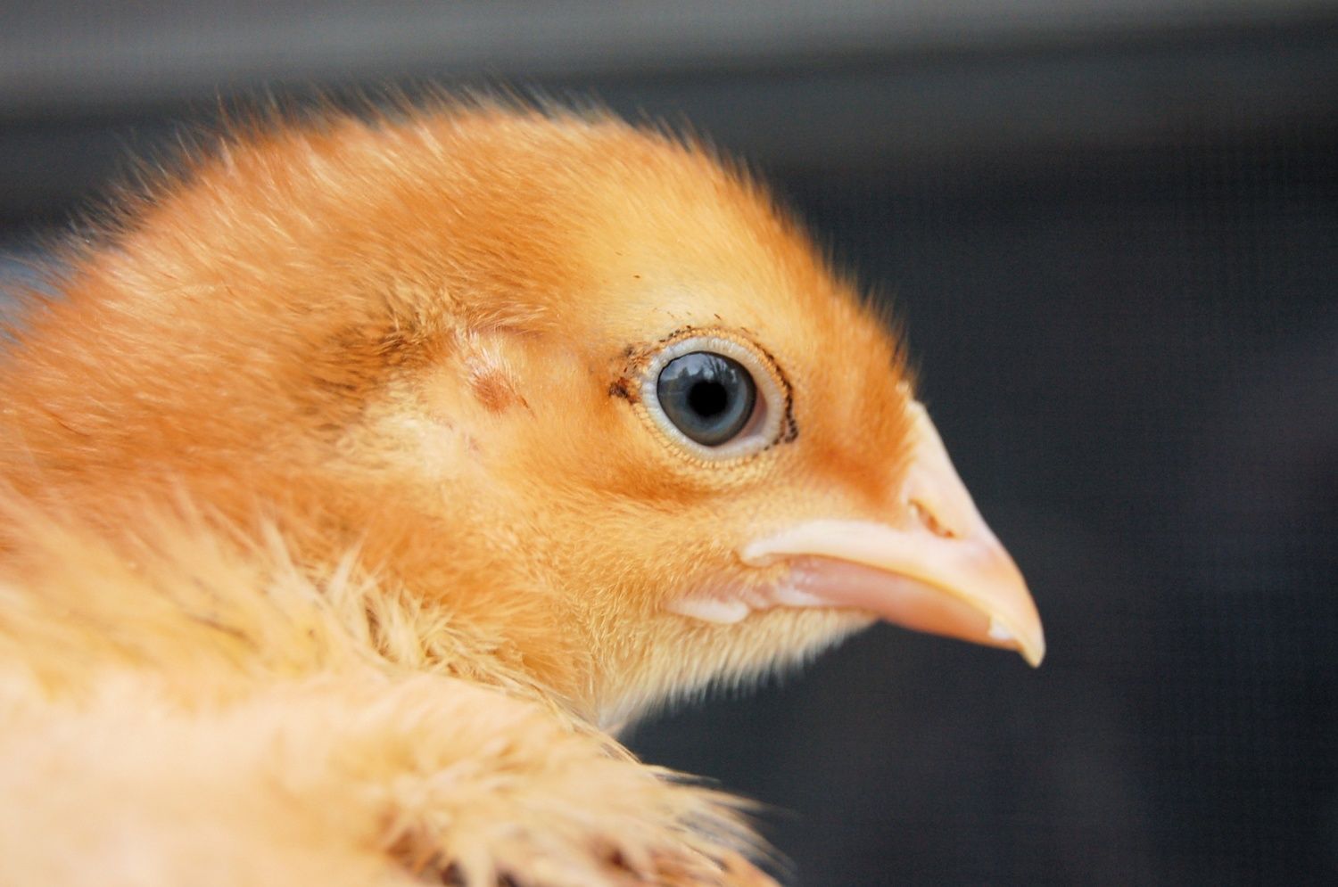 Blue eye Welsummer cross chick | BackYard Chickens - Learn How to Raise ...