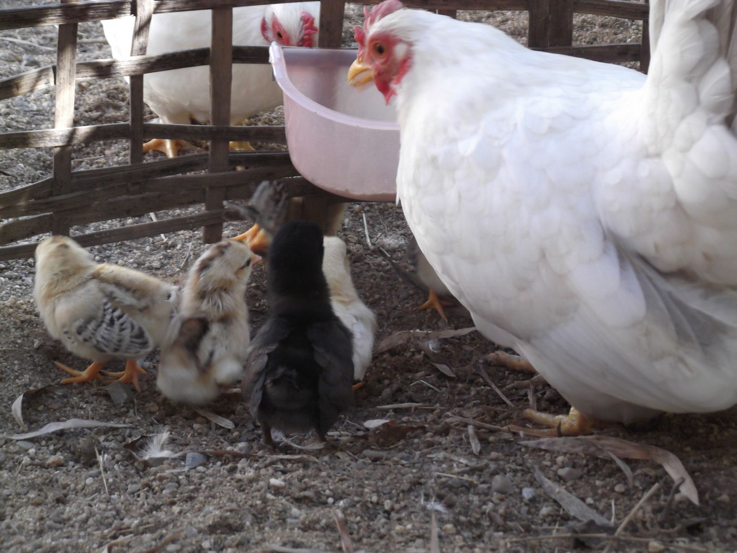 Chick with broken wing | BackYard Chickens - Learn How to Raise Chickens