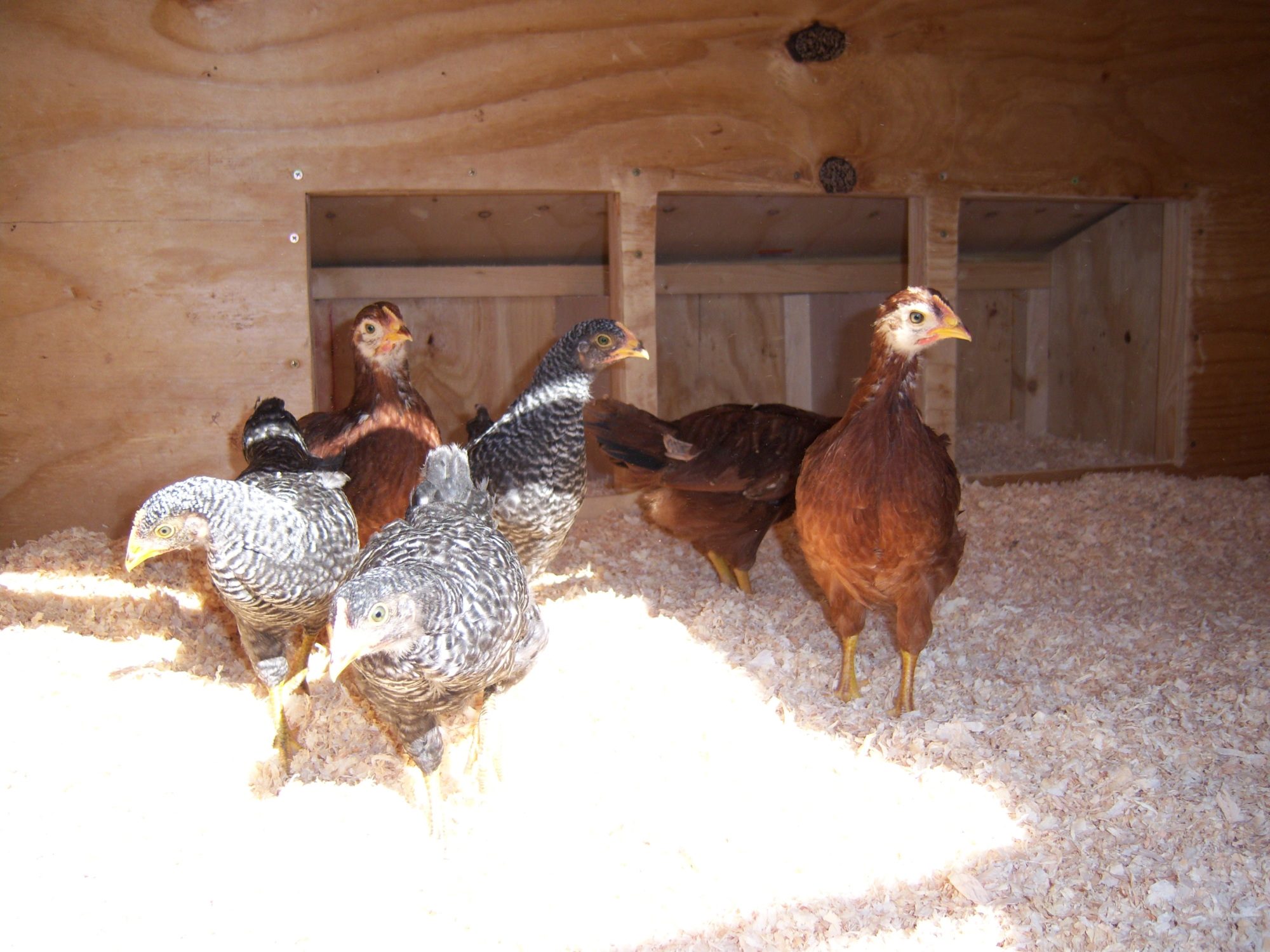 Puffy the poodle chicken | BackYard Chickens - Learn How to Raise Chickens