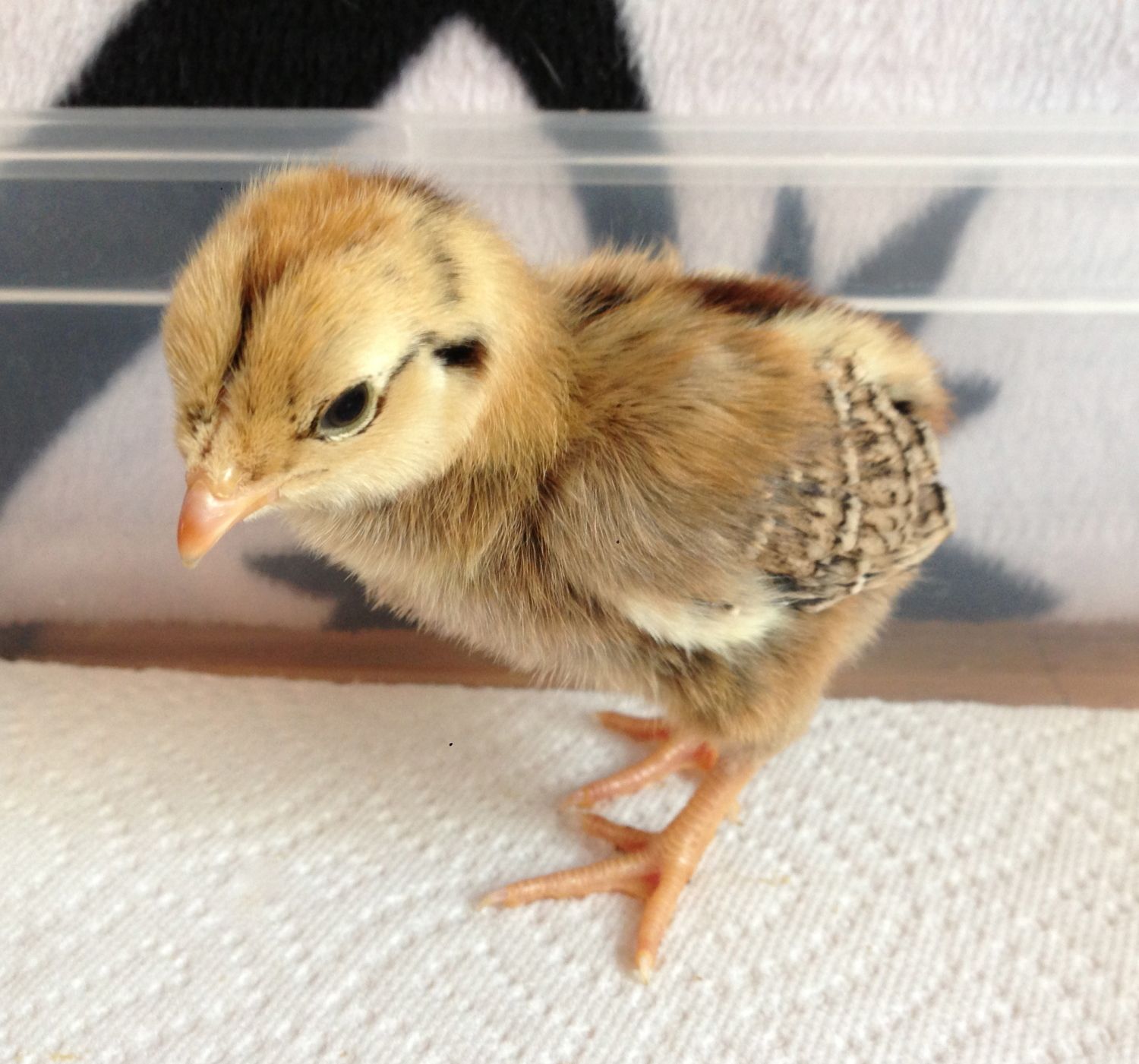 Four 1 week old Chick Breeds?