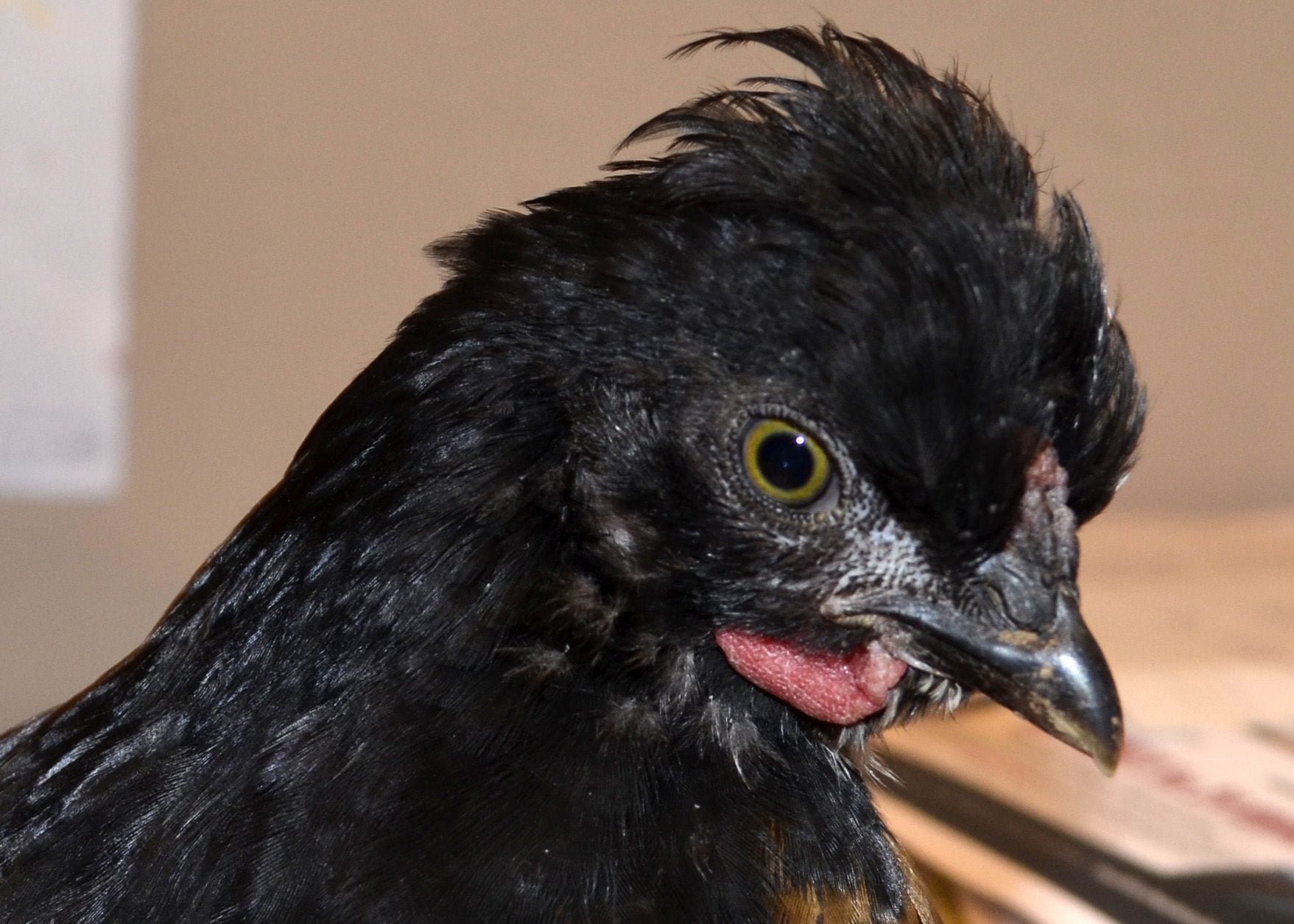 Silkie / Japanese Bantam Crosses | BackYard Chickens - Learn How to ...