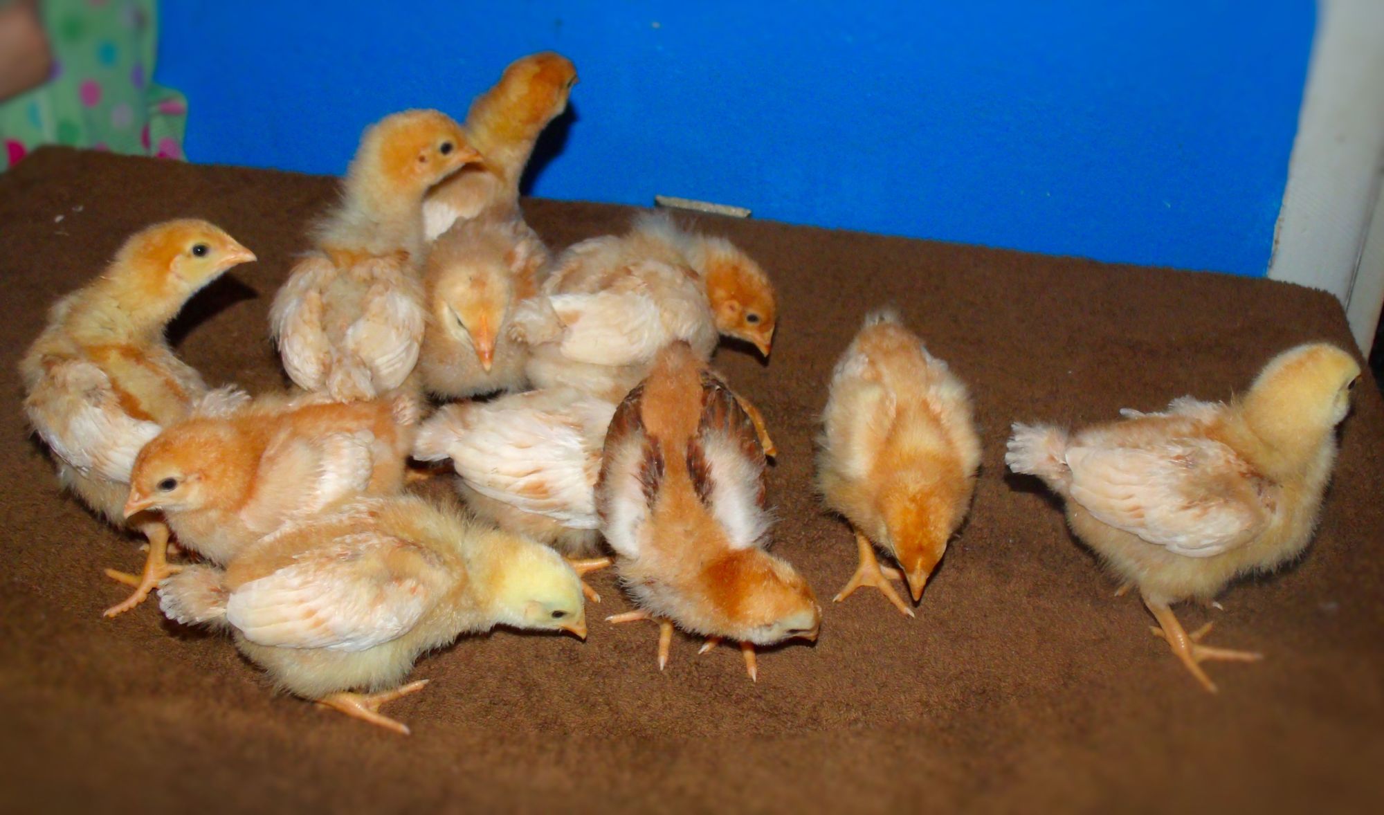 Types of chicks | BackYard Chickens - Learn How to Raise Chickens