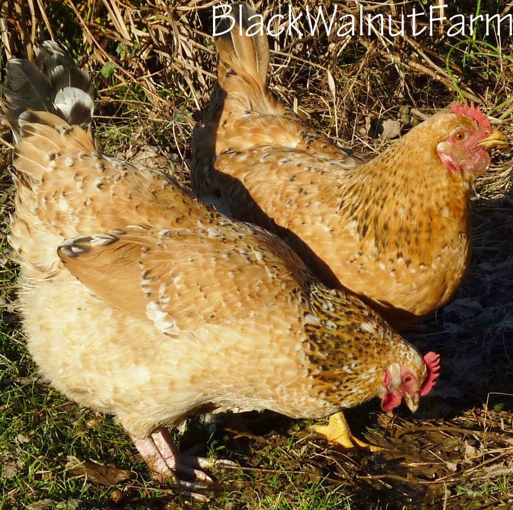 Euskal Oiloa - Marraduna Basque | BackYard Chickens