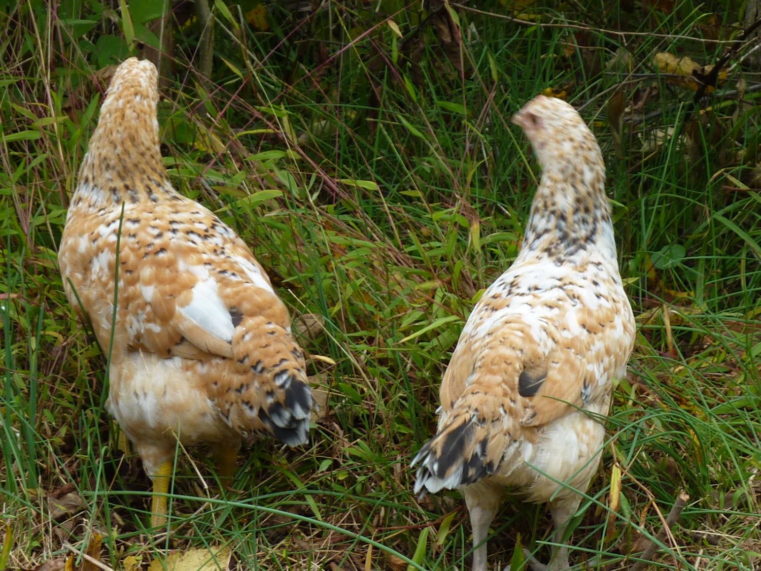 Euskal Oiloa - Marraduna Basque | BackYard Chickens
