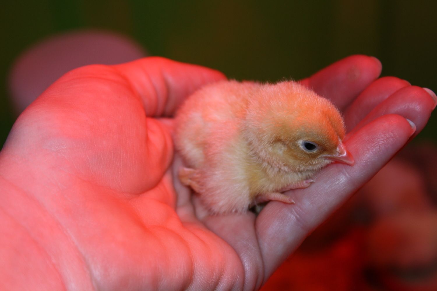 New baby bantams | BackYard Chickens - Learn How to Raise Chickens