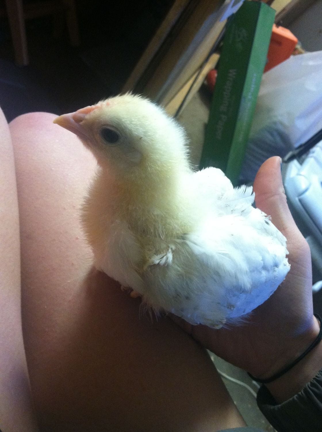 Cockerel or pullet? | BackYard Chickens - Learn How to Raise Chickens