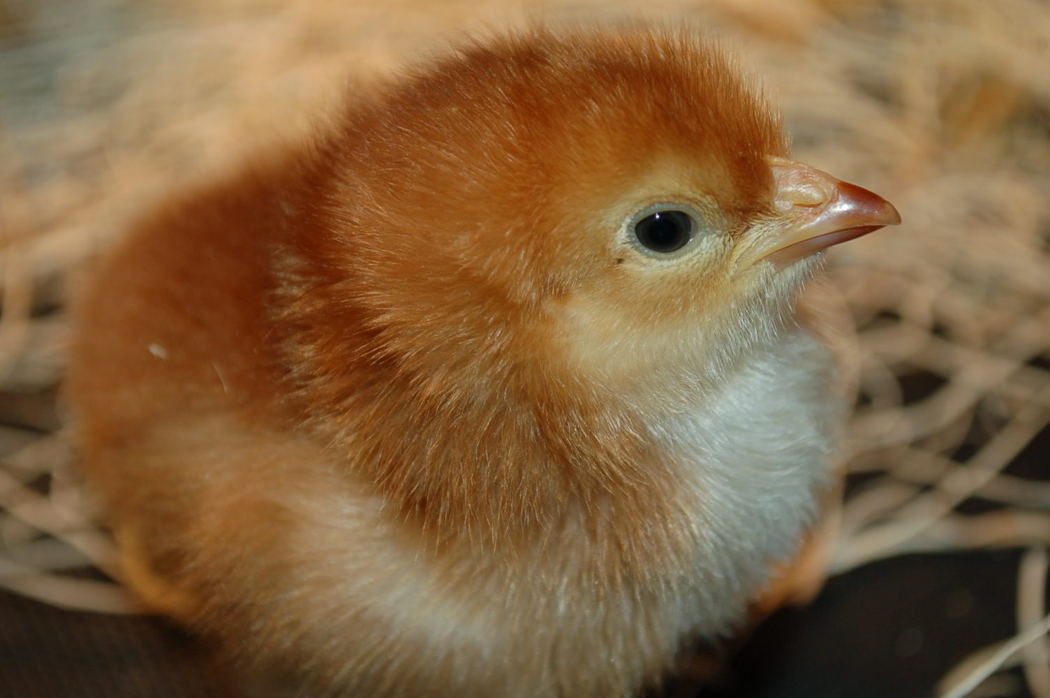 Cackle Hatchery Bargains | BackYard Chickens - Learn How to Raise Chickens