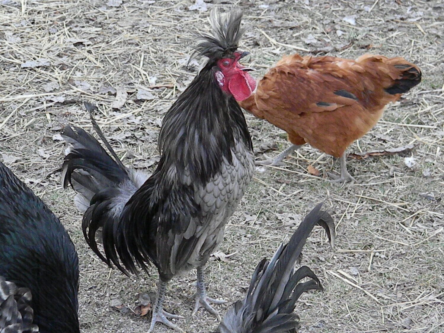 polish rooster gray belly black body | BackYard Chickens - Learn How to ...