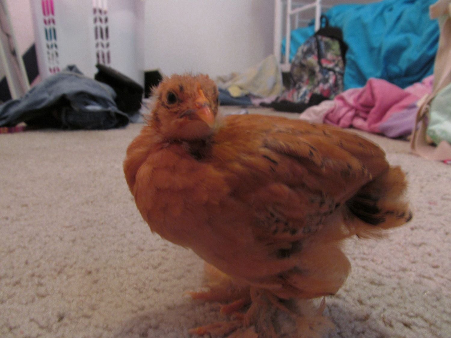 brown chickens with feathered feet
