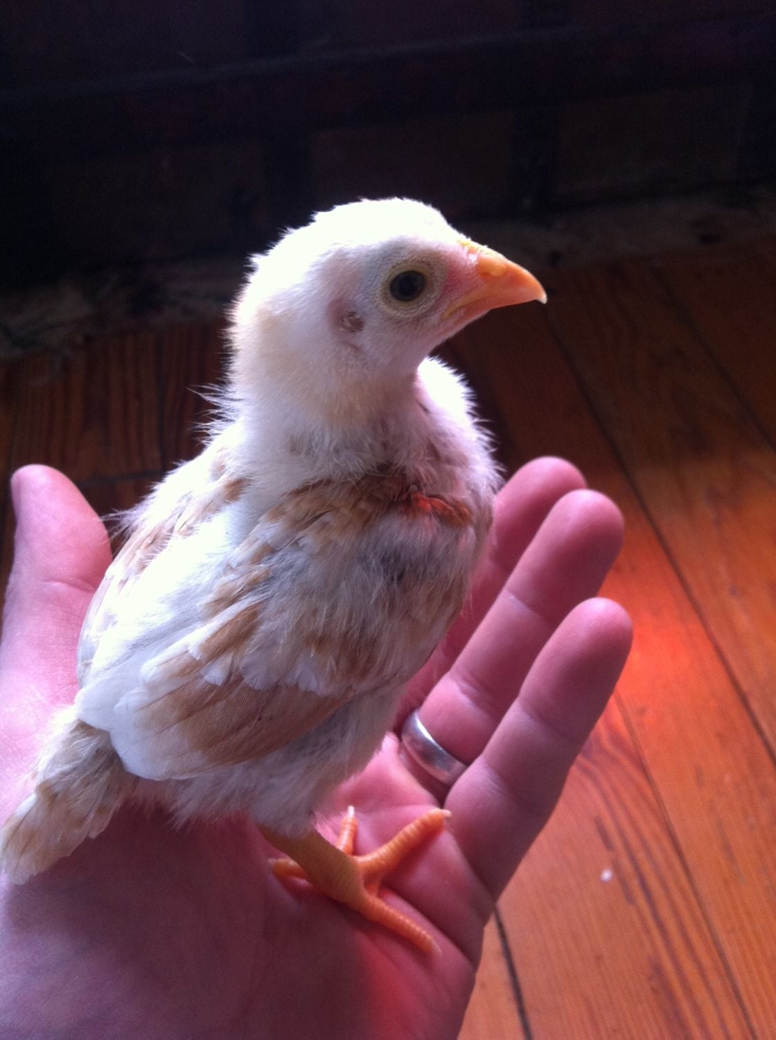Baby Bantams Please help me identify!!!! Updated Pictures | BackYard ...