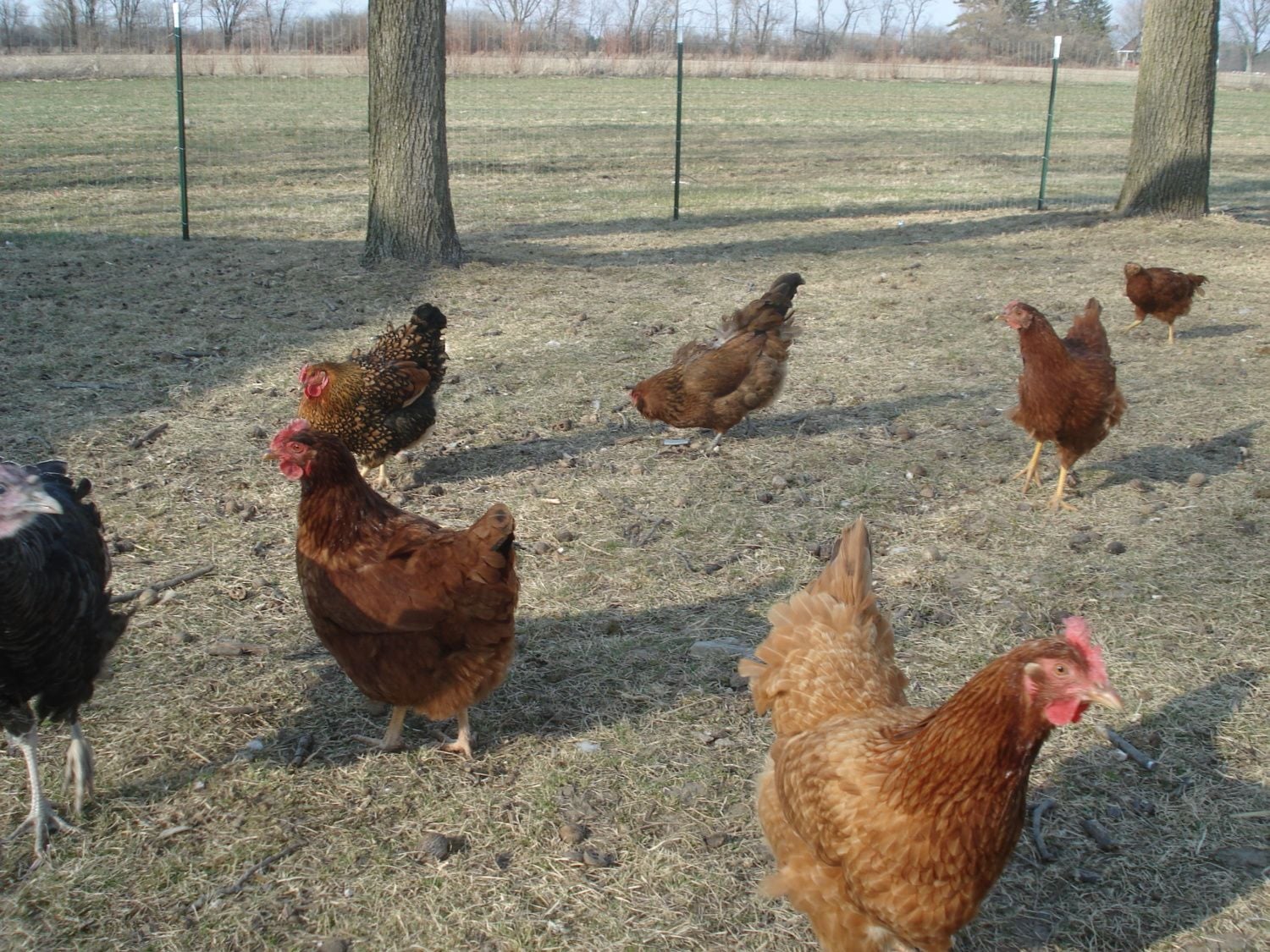 Columbian Roosters and RIR Laying Hens in Dayton, OH | BackYard ...