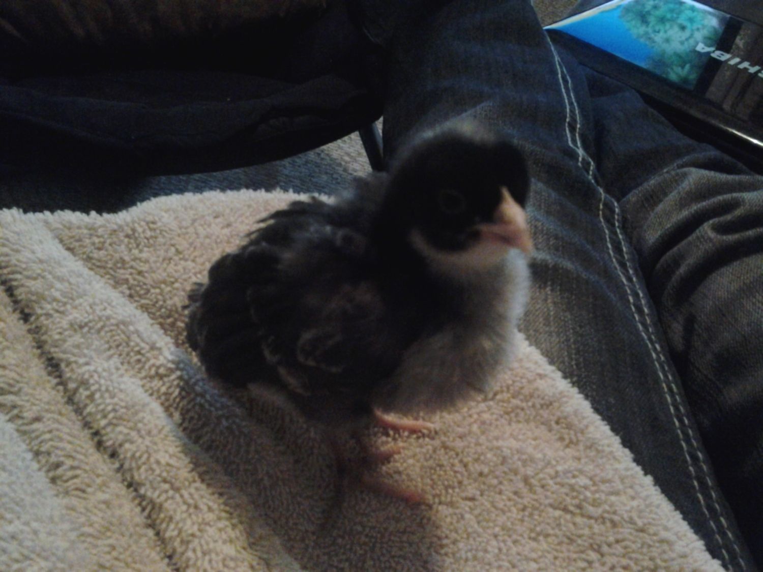 Tips On Sexing Cuckoo Marans Backyard Chickens Learn How To Raise Chickens