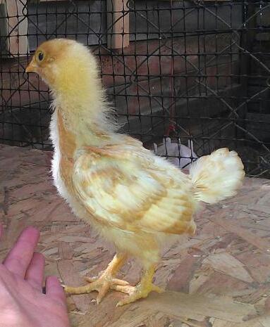 Buff Brahma Roo x Gold Sex link | BackYard Chickens - Learn How to ...