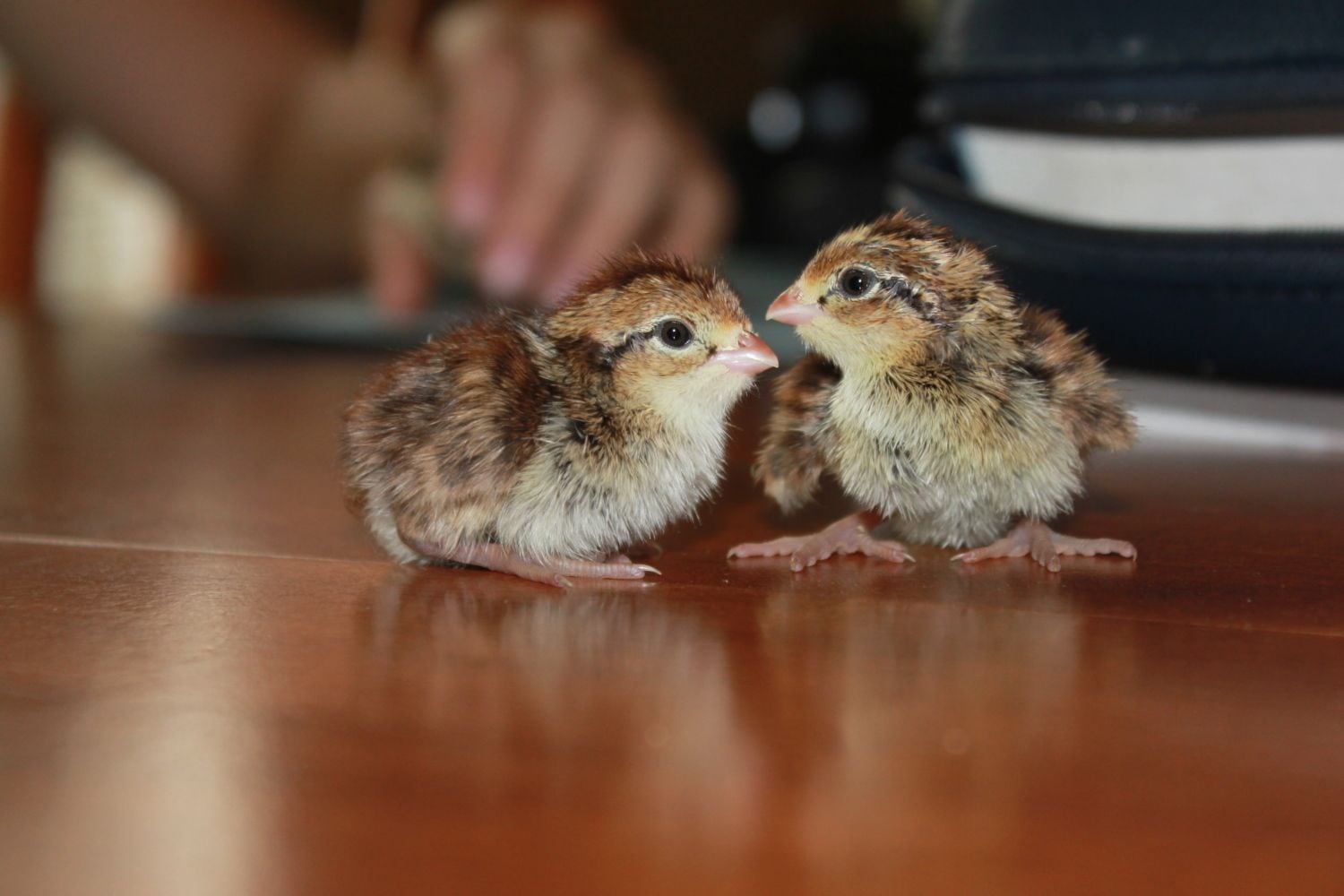 Newborn Baby Quail